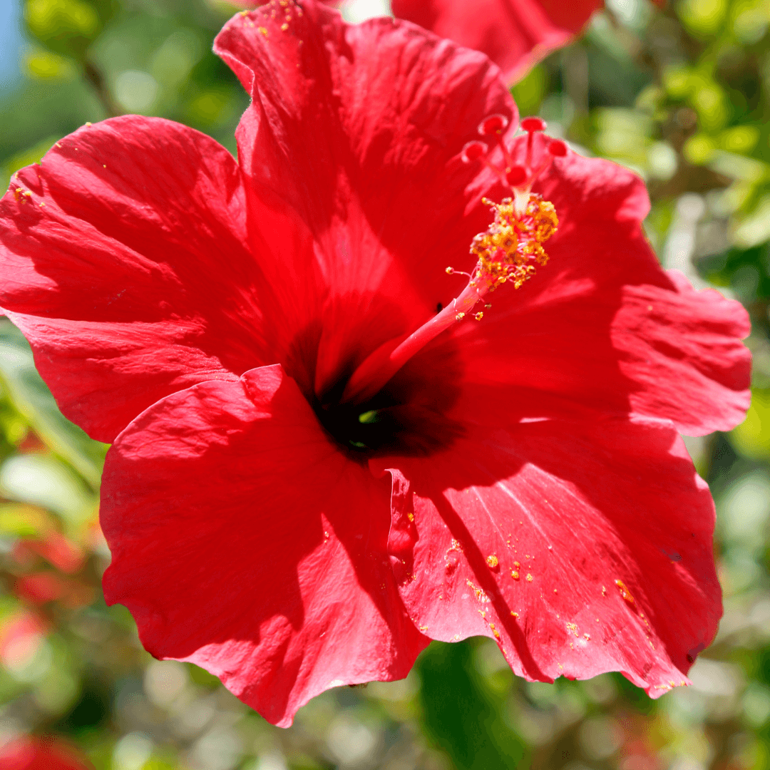 Infusion Hibiscus Feuille de Bissap Rouge Bio | Terre d'Oc